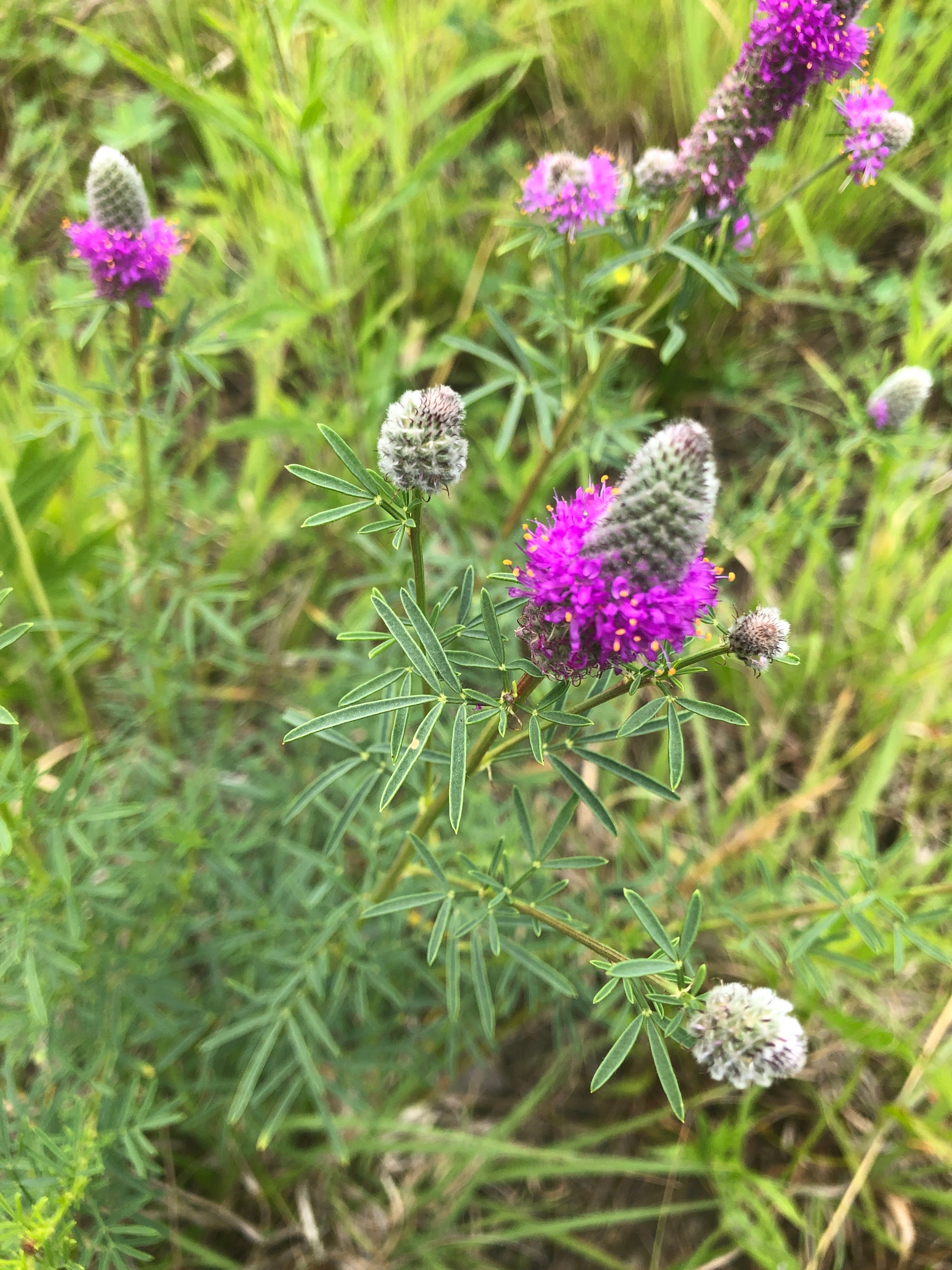 Purple Prairie Clover Seed Packet | Pipe Creek Native Plants