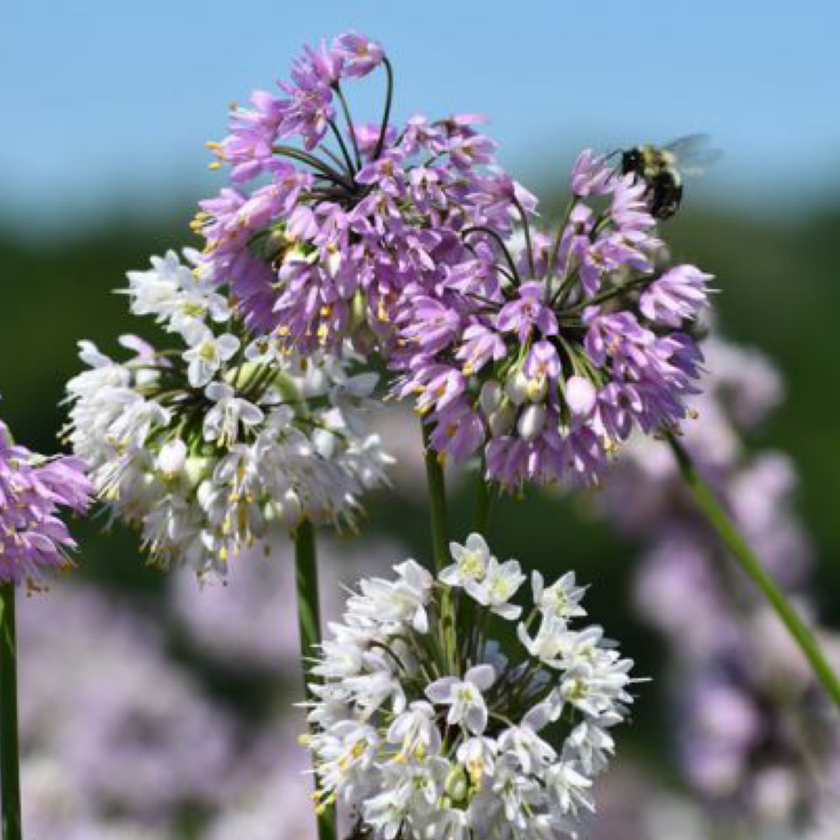 Nodding Wild Onion | Pipe Creek Native Plants