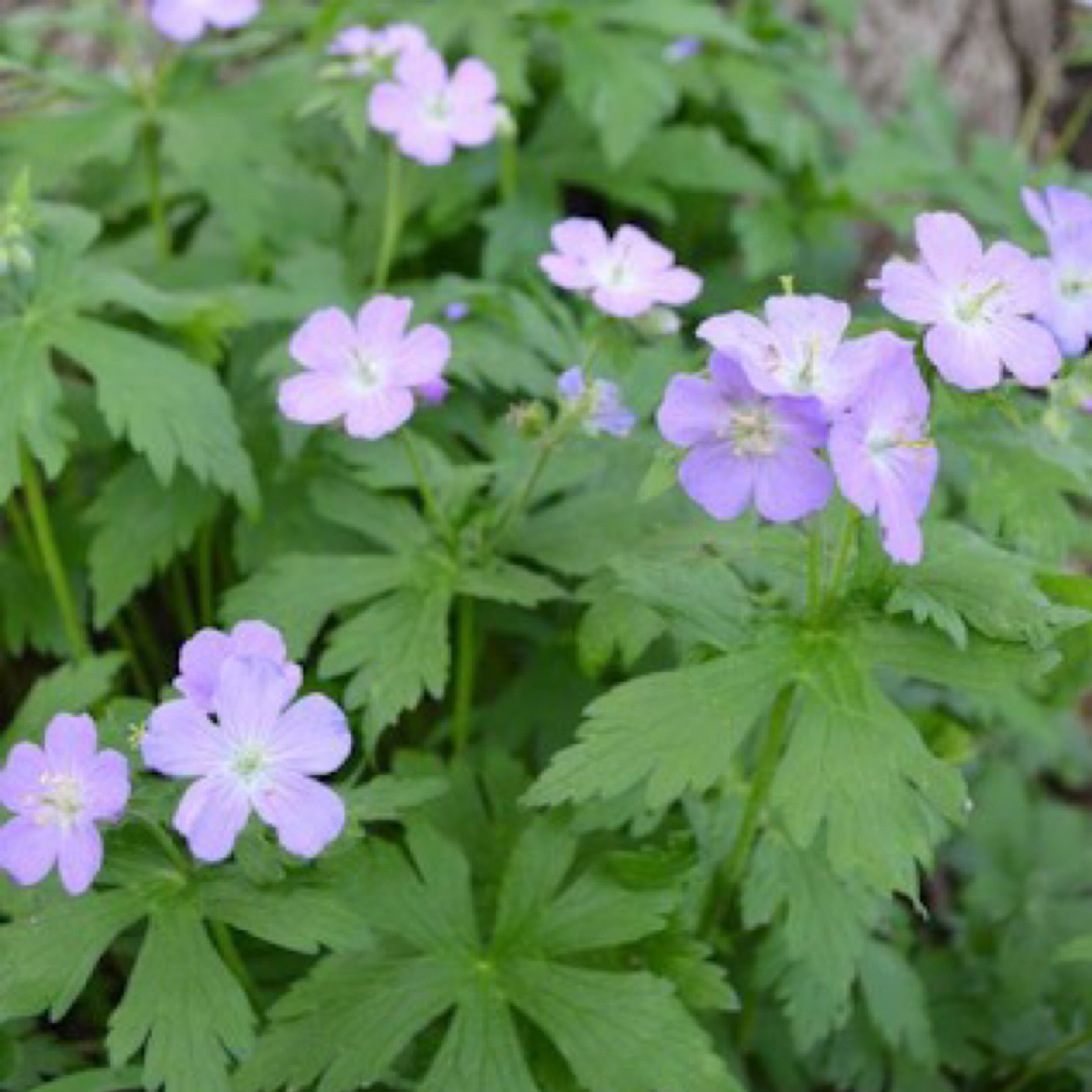 Wild Geranium | Pipe Creek Native Plants